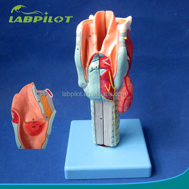 Teeth And Larynx Model Labeled