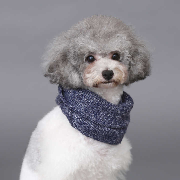 Warm Your Dog with a Knit Dog Scarf - Stylish & Cozy
