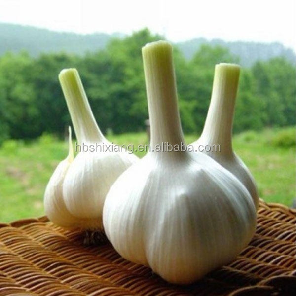 Garlic Powder for Cattle - Feed Grade Antibacterial Agent