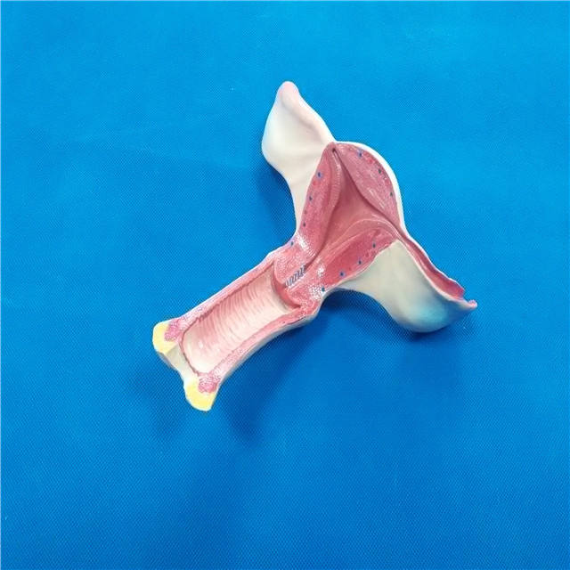 Life-size PVC Anatomical Uterus Model for Medical Training