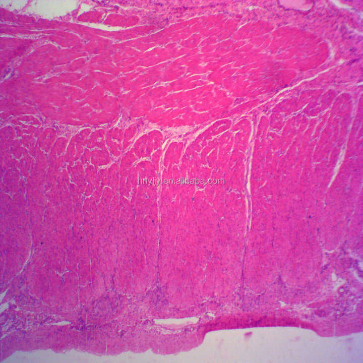 Laboratory Research Human Histology Prepared Microscope Slides| Alibaba.com