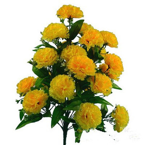 Groene Anjerbloem Chinese Anjer | Hovenier.nl