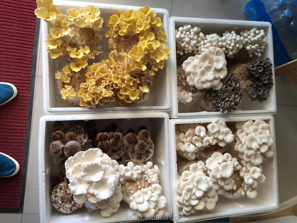 How to Choose the Best Mushroom Boxes 1 Up for Your Growing Needs