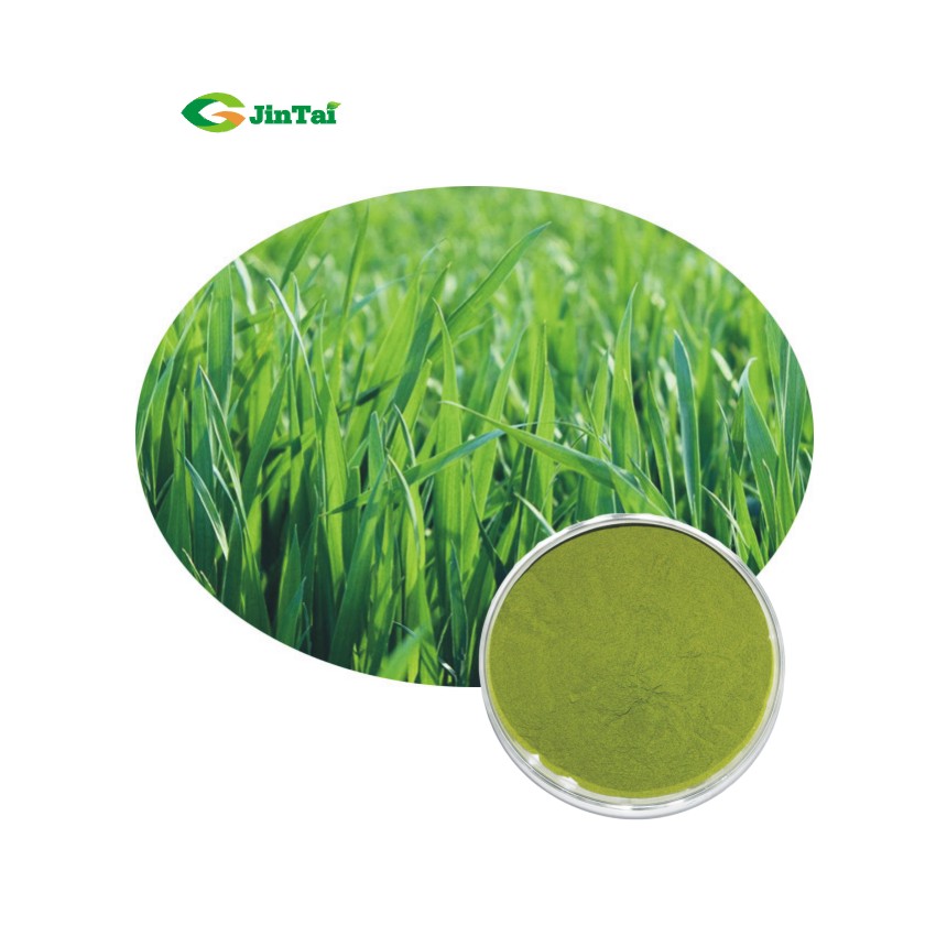 How to Choose Lemon Grass Powder in Bulk: A Complete Buying Guide