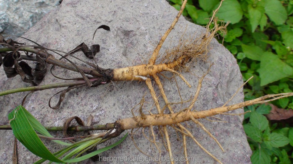 Chai Hu Traditional Herb - Dried Bupleurum Root Cuts