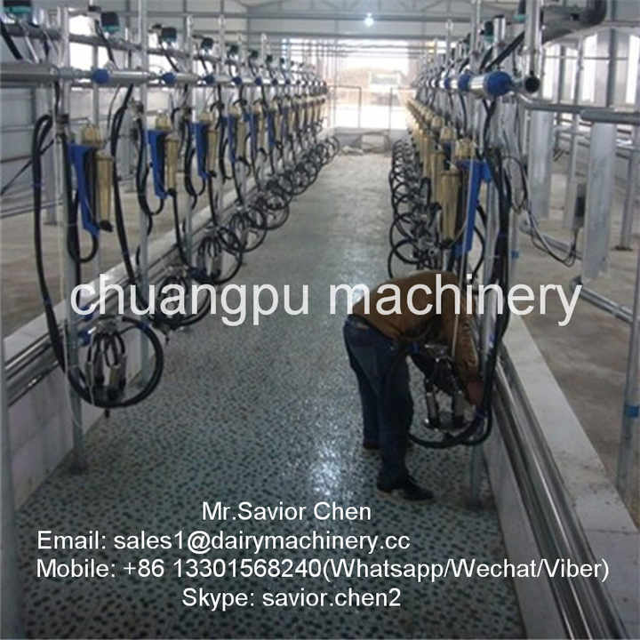 Efficient Cow Milking System - Milking Parlor for Dairy Farms