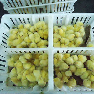 Sturdy Spacious stackable chicken cages for Varied Animals - Alibaba.com