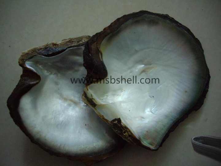 Wholesale Black Mother of Pearl Mop Raw Shell Tahiti