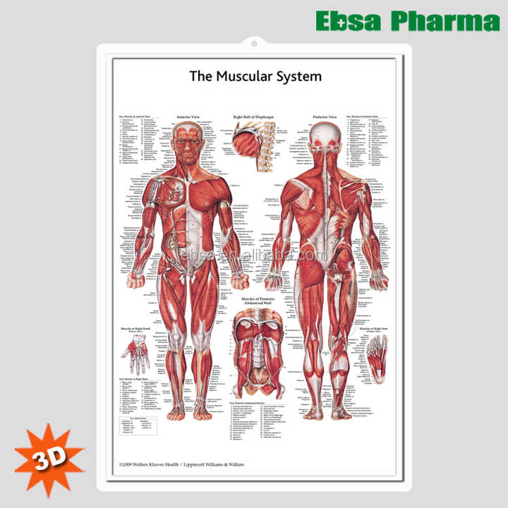 3D Medical Human Anatomy Wall Charts - Muscular System