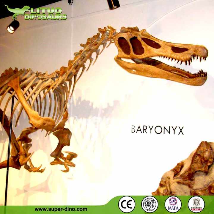 Resin Life Size Baryonyx Dinosaur Skeleton Model