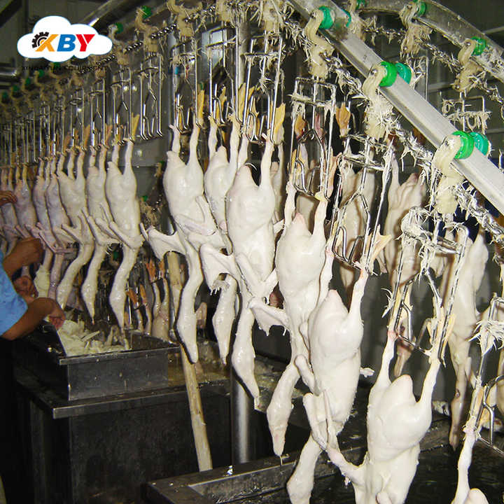 Used to Bird Poultry Chicken Abattoir Equipment Line Price