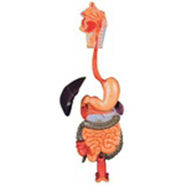 Human Digestive System Model - Advanced PVC Anatomical Demonstration