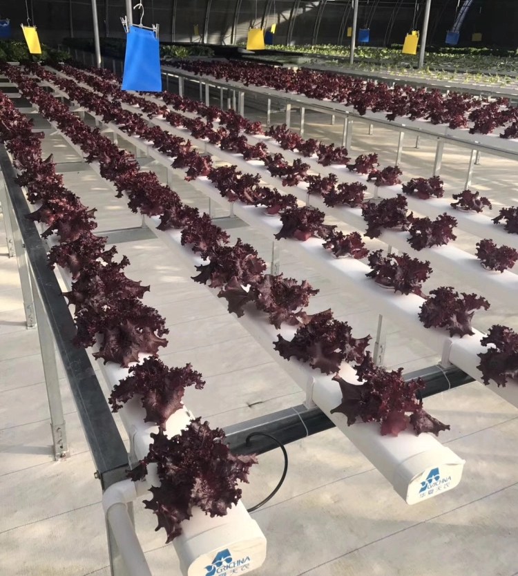 Aumente la productividad con las duraderas soluciones canal de pvc hidropónico 100 100mm para ...