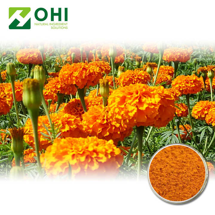 Marigold Extract Marigold Oleoresin / Natural Lutein Xanthophyll Extracting From Marigold - Buy ...