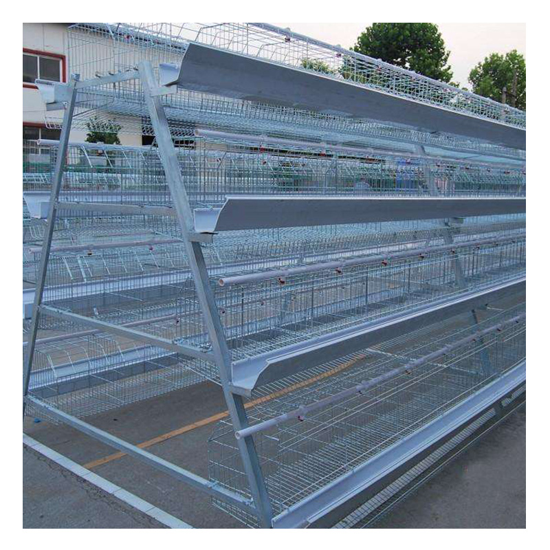 Modern Poultry House Design for Layers - Steel Structure