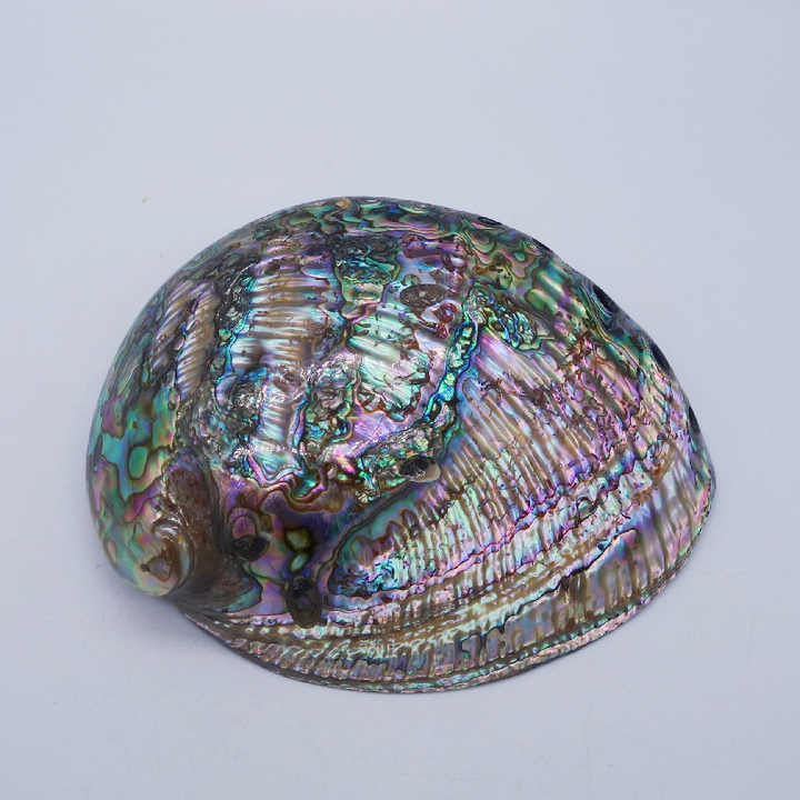 Hot Sale Exquisite Polished Abalone Shell Natural Crafts Seashell From ...