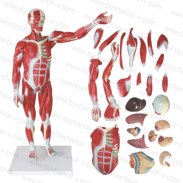 Medicine Student Learning Resource Muscular System Human Muscle ...