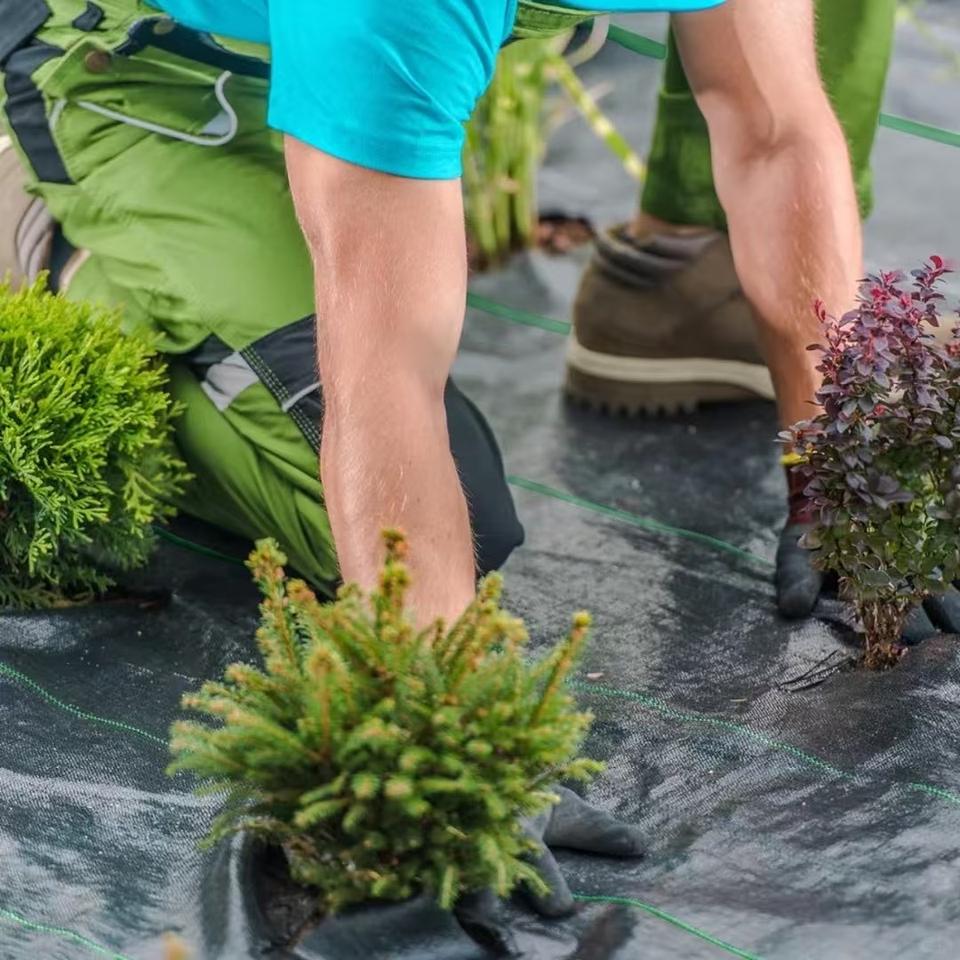Ground Control Agricultural Plastic Ground Cover for Blueberry Gardens ...