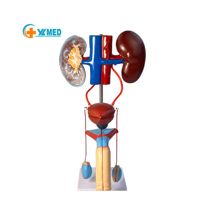 Anatomical Model of Human Male Urinary System - YL2-30055