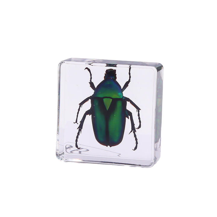 Insect in Resin Specimen - Educational Toy for Kids