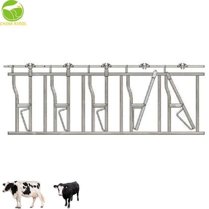 Dairy Farm Management Equipment Custom Size Durable Cow Neck Lock ...