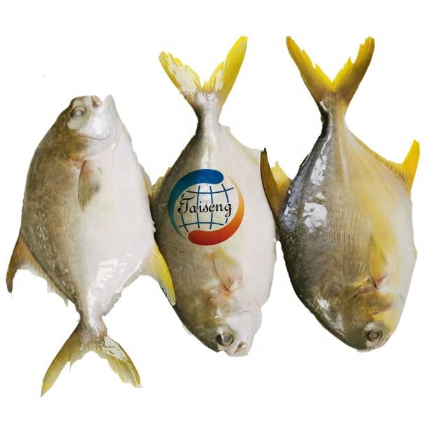 Frozen Seafood China Farm Rais Golden Pompano Discus Fish Supplier