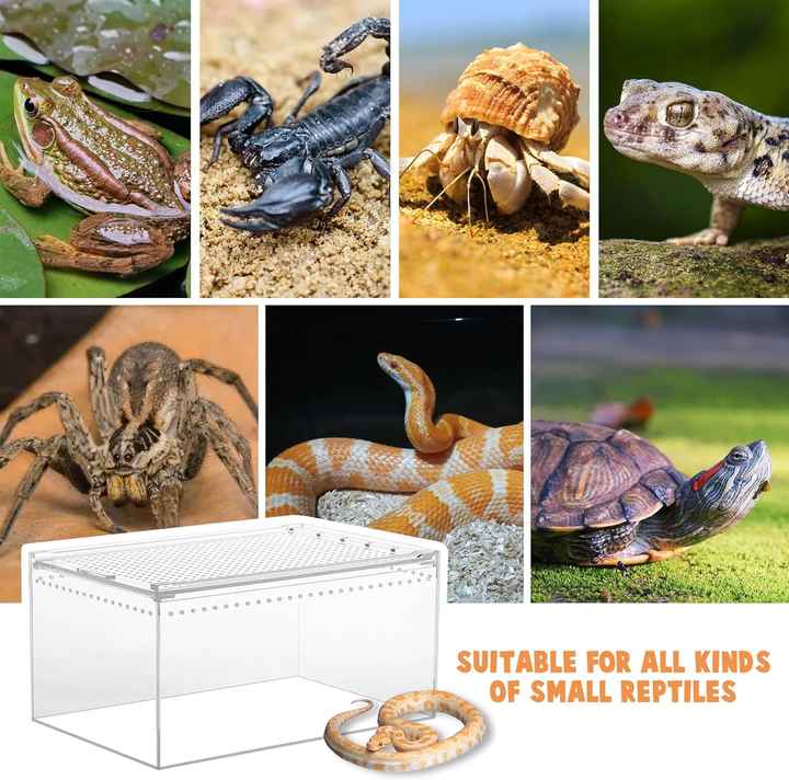 Custom Reptile Tank Enclosure - 5 Gallon Acrylic Display Case