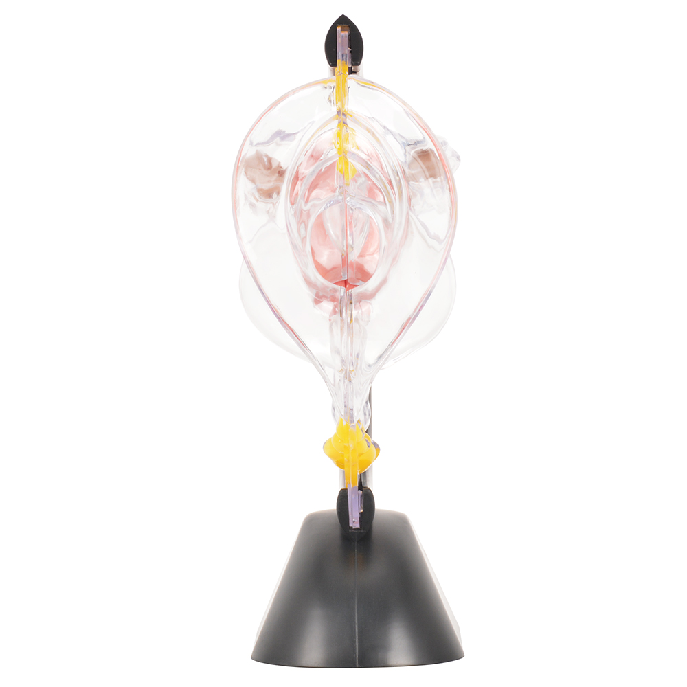 Deals Transparent Uterus Model Ideal for Menstrual Cup Education ...