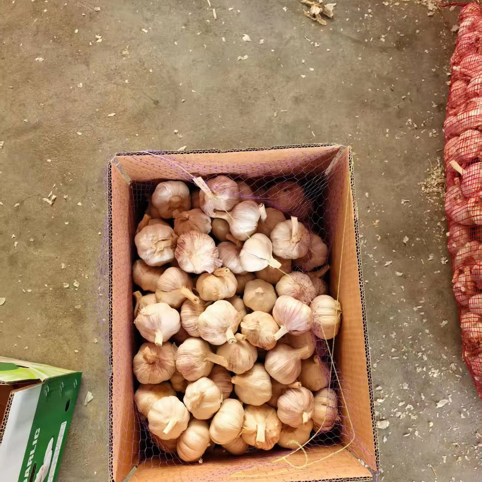 Jin Xiang Garlic Ajos 5.5cm in 10kg Carton Garlic Import From China ...