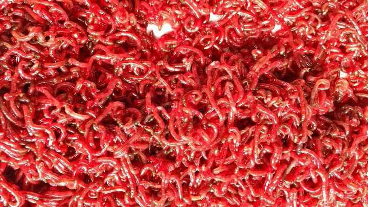 Frozen Bloodworms - Top Grade Fish Food for All Breeds