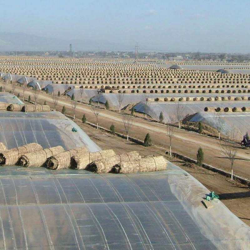 Ldpe Transparent Polyethylene Film Vegetables Growing Agricultural ...