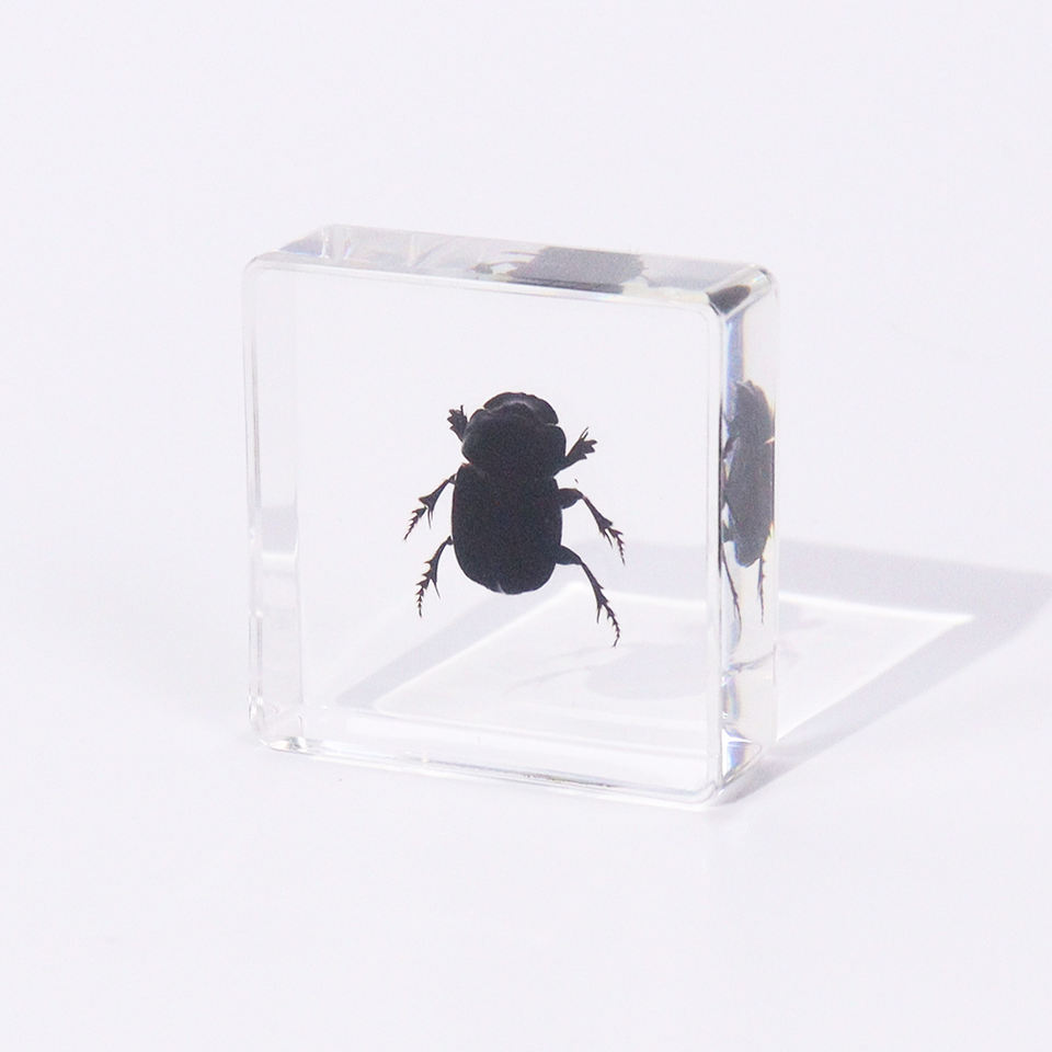 Real Insect Taxidermy Dung Beetle Resin Specimen Educational Tools for ...