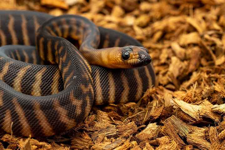 Snake Lizard Frog Reptile Coco Chip Chunk Shell Husk Reptile Snake ...