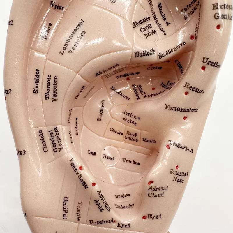 Traditional Chinese Medicine Ear Acupuncture Model Educational ...