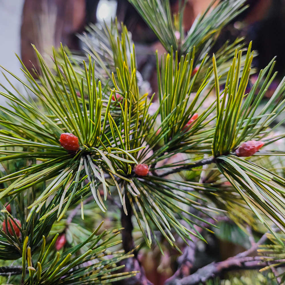 How to Choose the Best Bonzi Tree for Your Needs: A Complete Buying Guide
