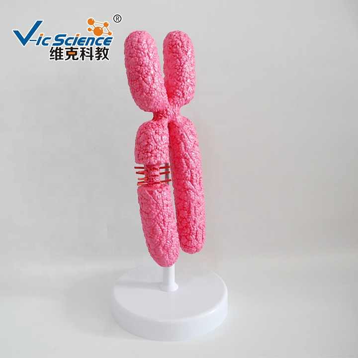 Biology Chromosome Model - Educational Medical Aid
