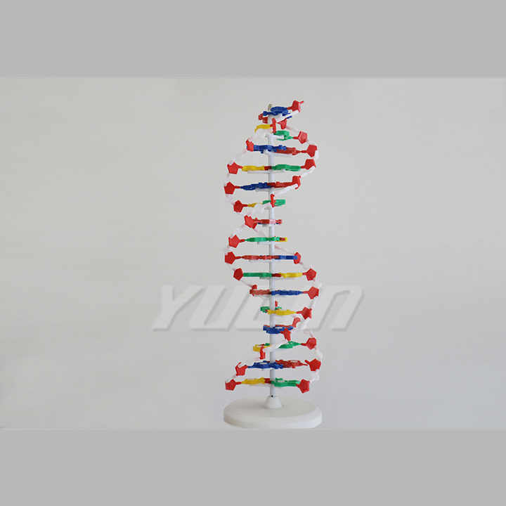 Double Helix DNA Model in Color for Medical & Biological Education PVC ...