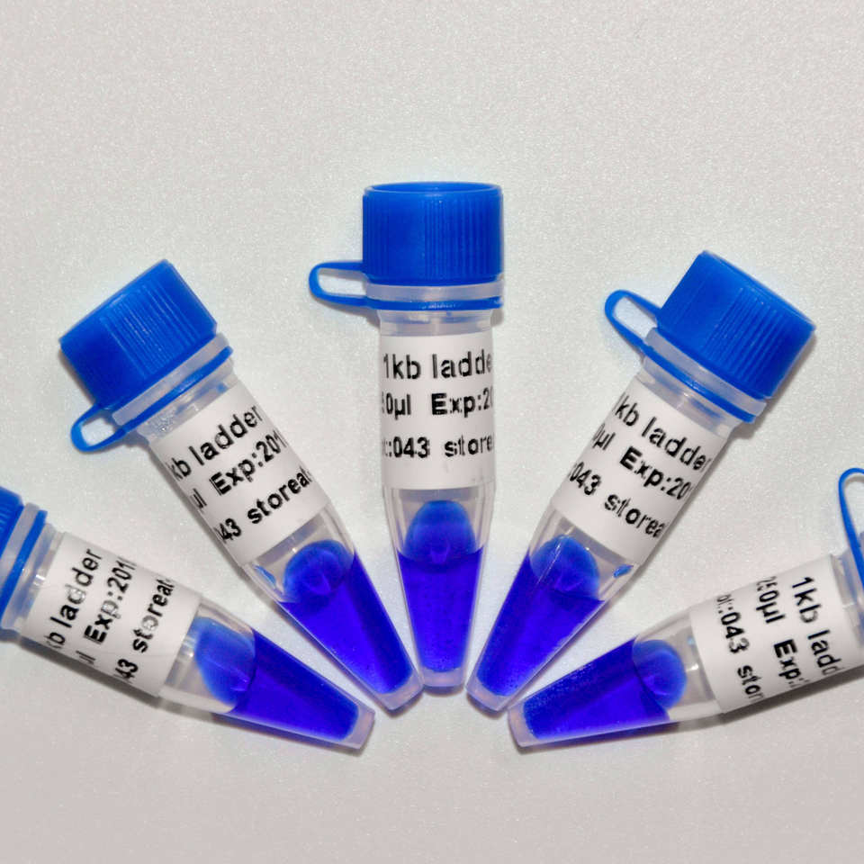 GDSBio 1kb DNA Ladder - High Purity 1000bp Marker for PCR Laboratories ...
