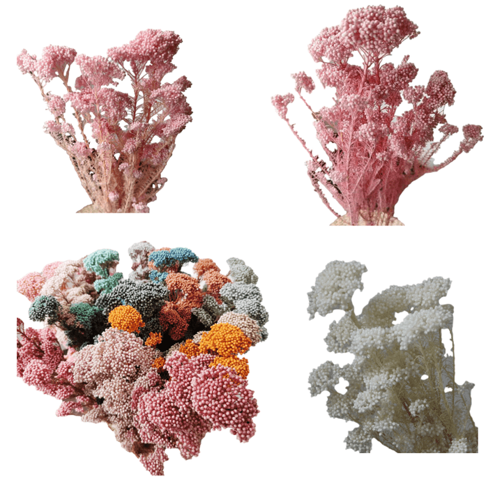 Preserved Rice Flower - Beautiful Branches for Arrangements