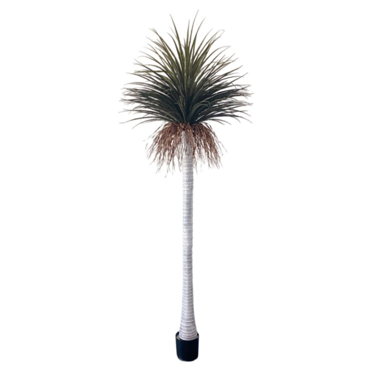 How to Choose the Best Yucca Rostrata Plant for Your Space