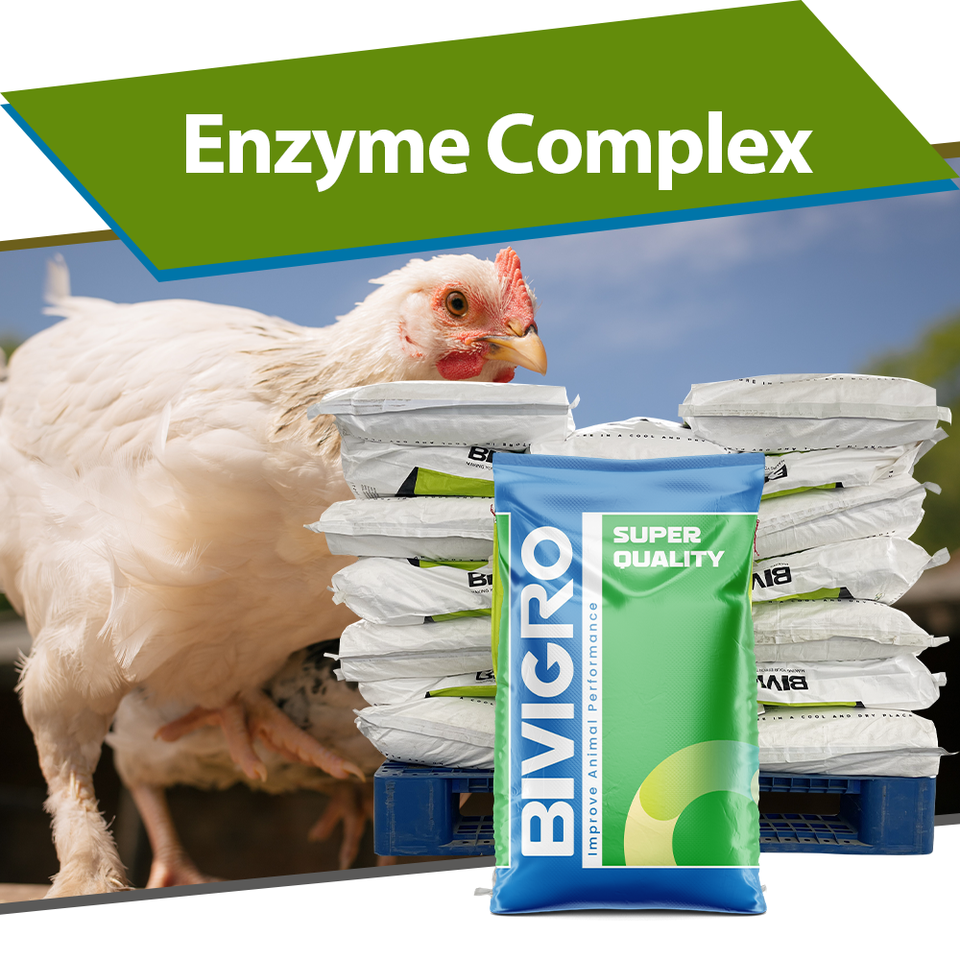 Enzymes Complex for Poultry Broiler Layer Chicken Feed