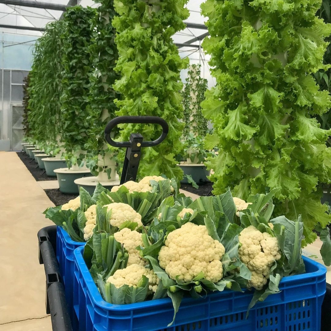 How to Choose the Best Aeroponics Equipment: A Complete Buying Guide