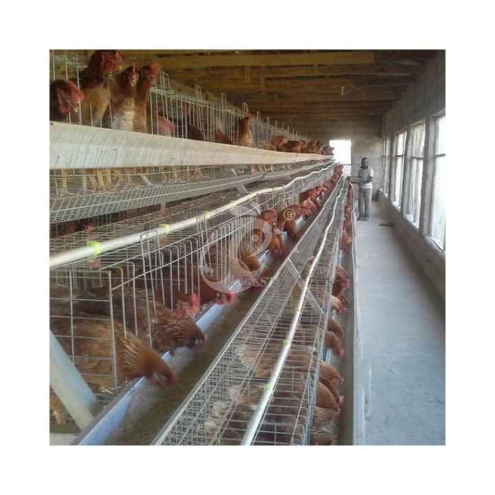 Automatic Chicken Cage With Conveyor Belt Galvanized Chicken Cages ...