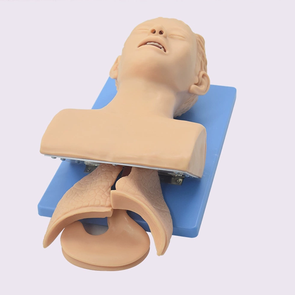 PVC Human Tracheal Intubation Model for Medical Science Training for ...