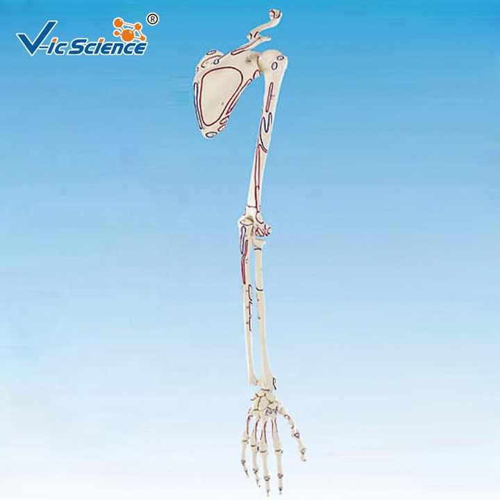 DARHMMY Life-Size Lower Extremity Leg Skeleton Model for Medical ...