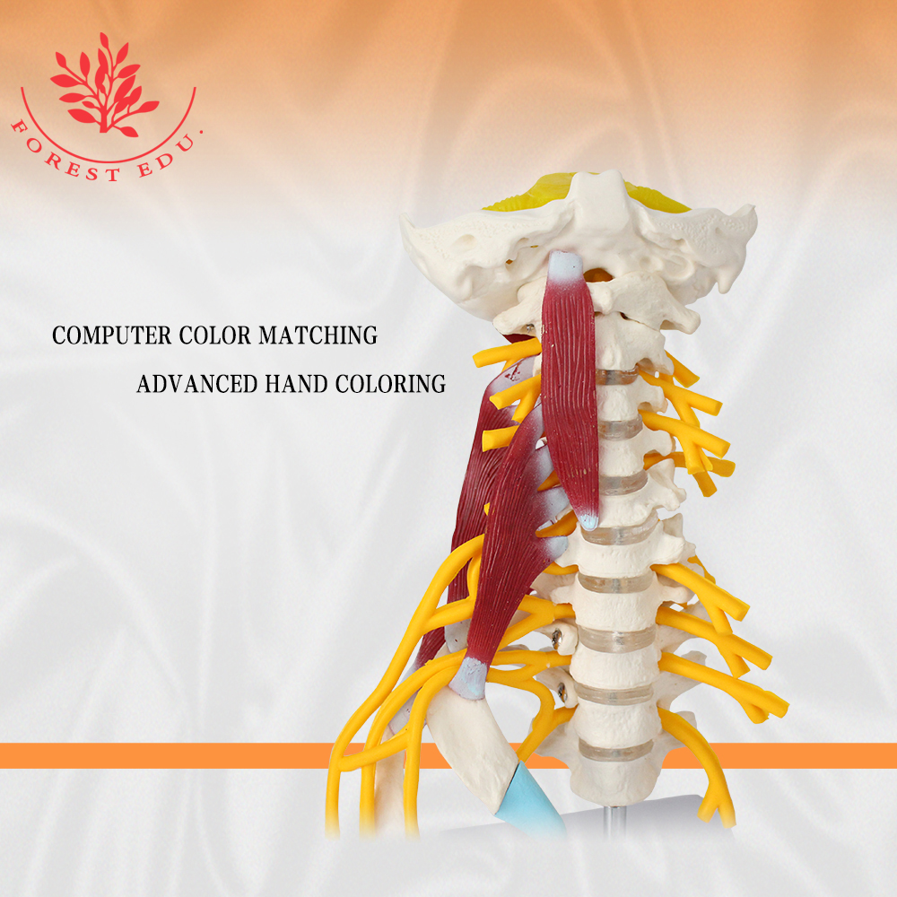 Human Cervical Spine Model Occipital Spine Model With Muscle Nerve ...