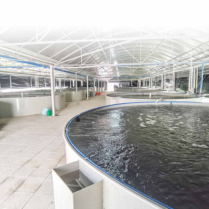 Shrimp Farm Indoor - Efficient Vannamei Shrimp Farming