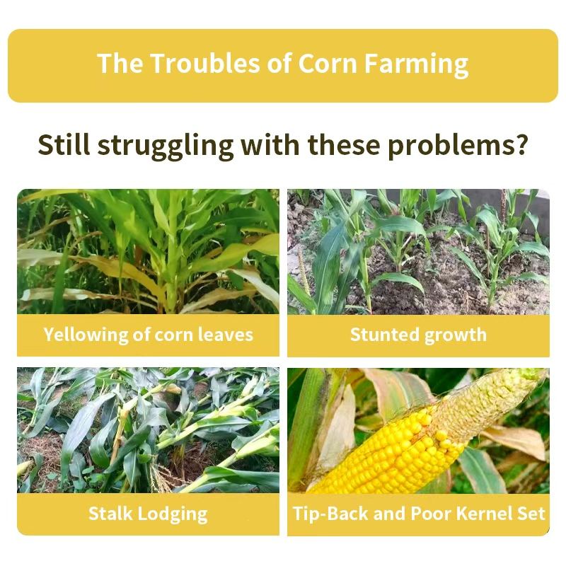 High Yield Special Formula Fertilizer for Corn Organic Fertilizer Corn ...