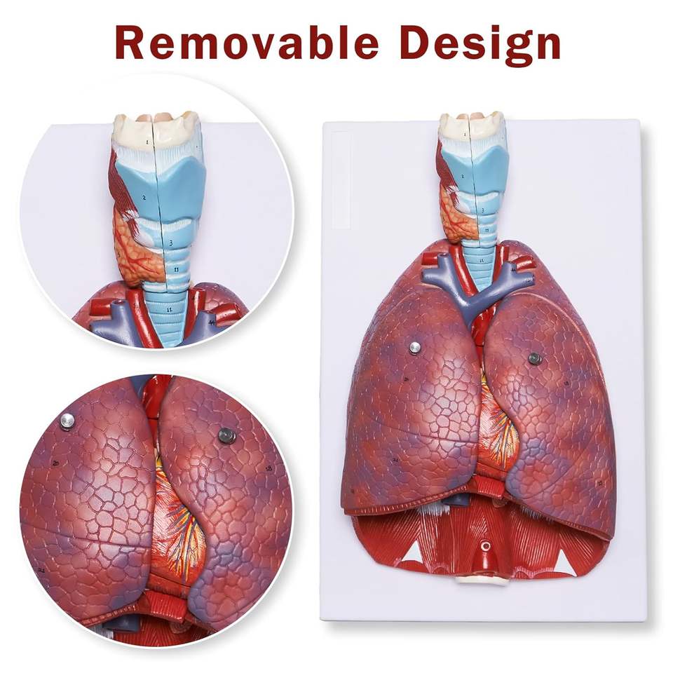 Human Lung Model Respiratory System Model with 51 Parts Indication ...