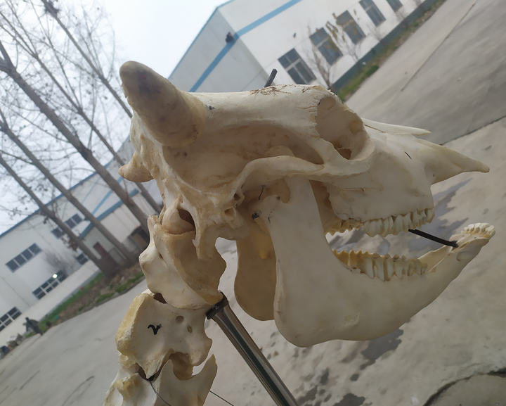Vivid Real Animal Bone Bull/cow Skeleton Model for Medical Education